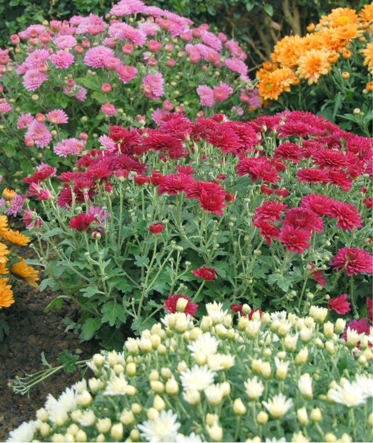 Home - Blade Runners