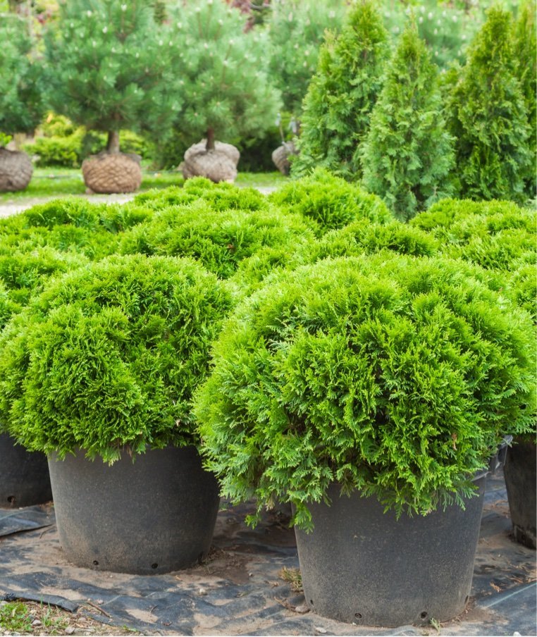 Home - Blade Runners